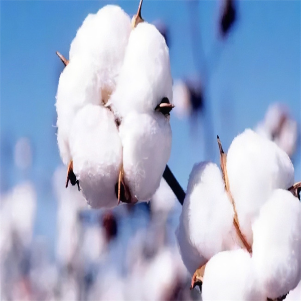 News - Pakistan: Cotton in short supply Small and medium mills face closure